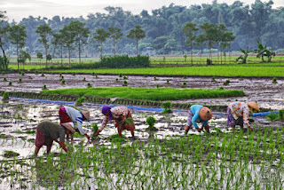 Musim Tanam Padi - Alangkah Indahnya Negeri Ini