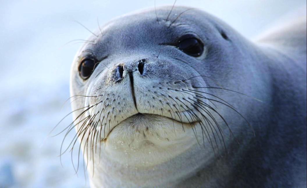 Animals of the world: Hawaiian monk seal