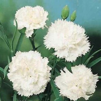 MALINALLI · herbolaria médica: CLAVEL, carnation - Dianthus caryophyllus