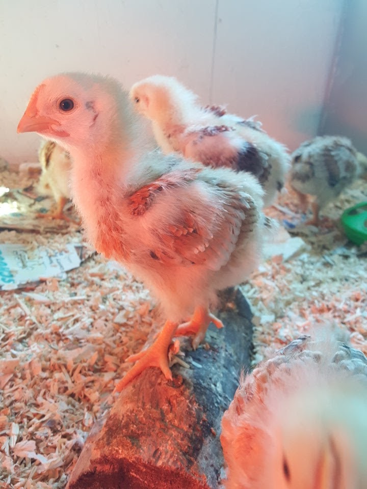 Alex Acres: Red Ranger Broilers