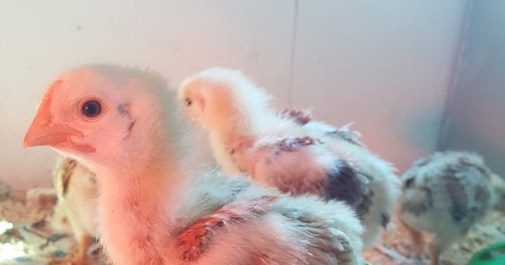 Alex Acres: Red Ranger Broilers