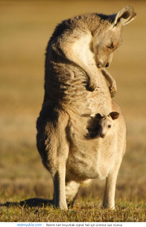 Tarım Siteniz: Kanguru(kangaroo)