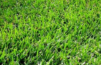 What Is Bermuda Grass? - Best Manual Lawn Aerator