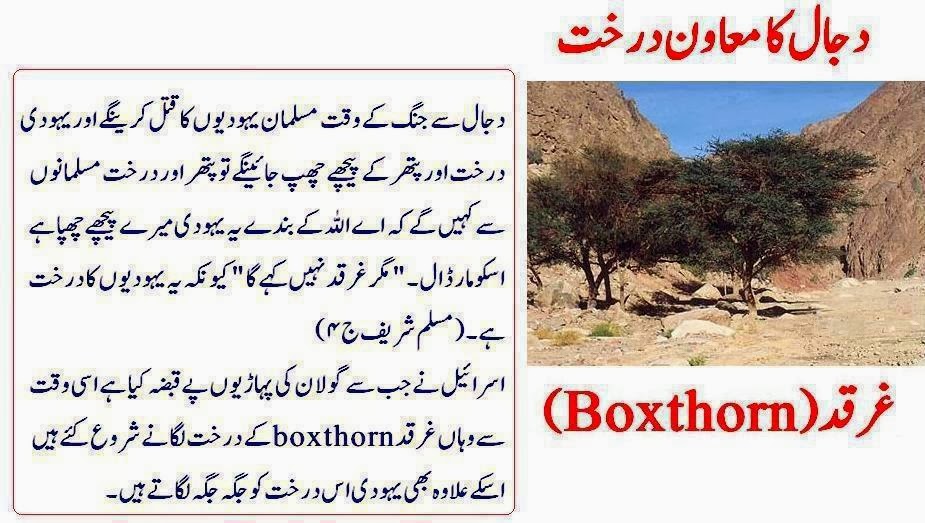 Islamic Pictures: Dajjal ka Mawon Darkhat (garKud ka Tree)