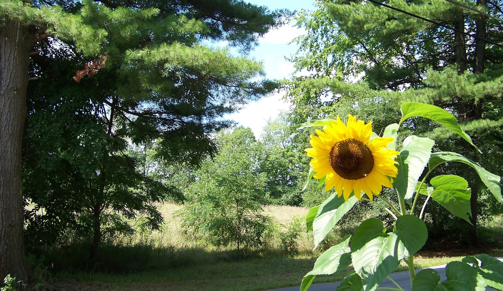 East Coast/West Coast/North Coast: Sunflowers