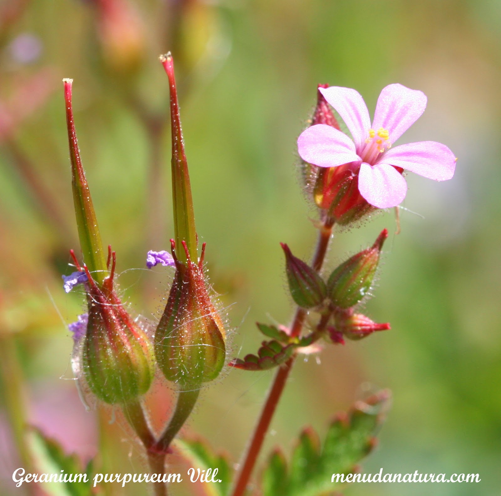 Menuda Natura: Geranium purpureum Vill.