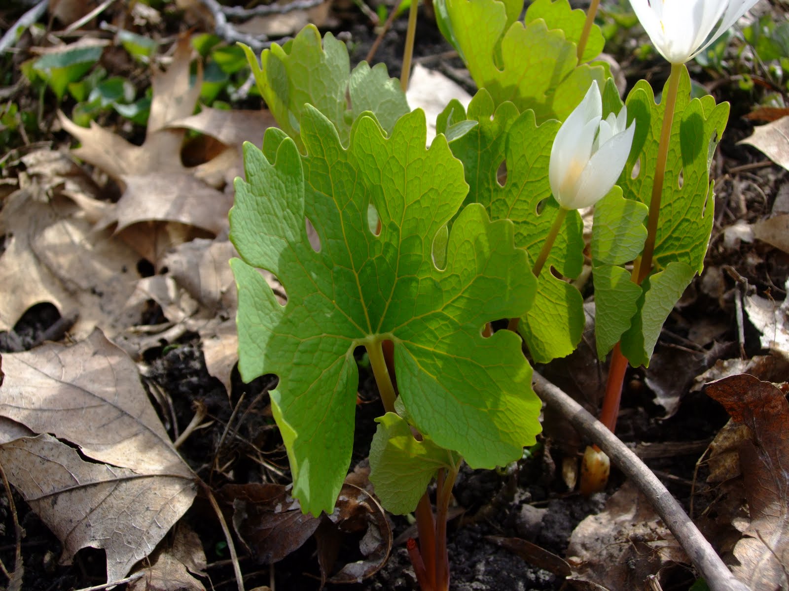 Yes, I Talk to Plants: Plant of the Week: Bloodroot