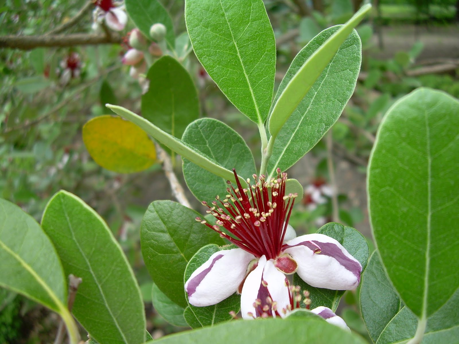 Taxonomía Plantae Magnoliopsida: Phylum Tracheophyta Clase ...