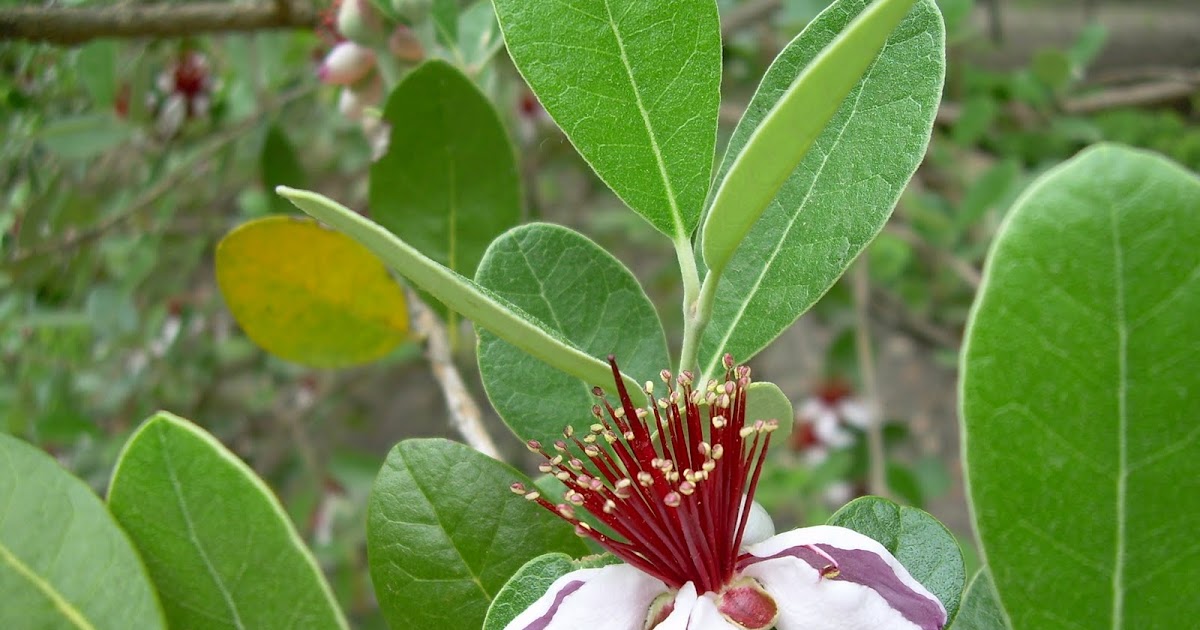 Taxonomía Plantae Magnoliopsida: Myrtales