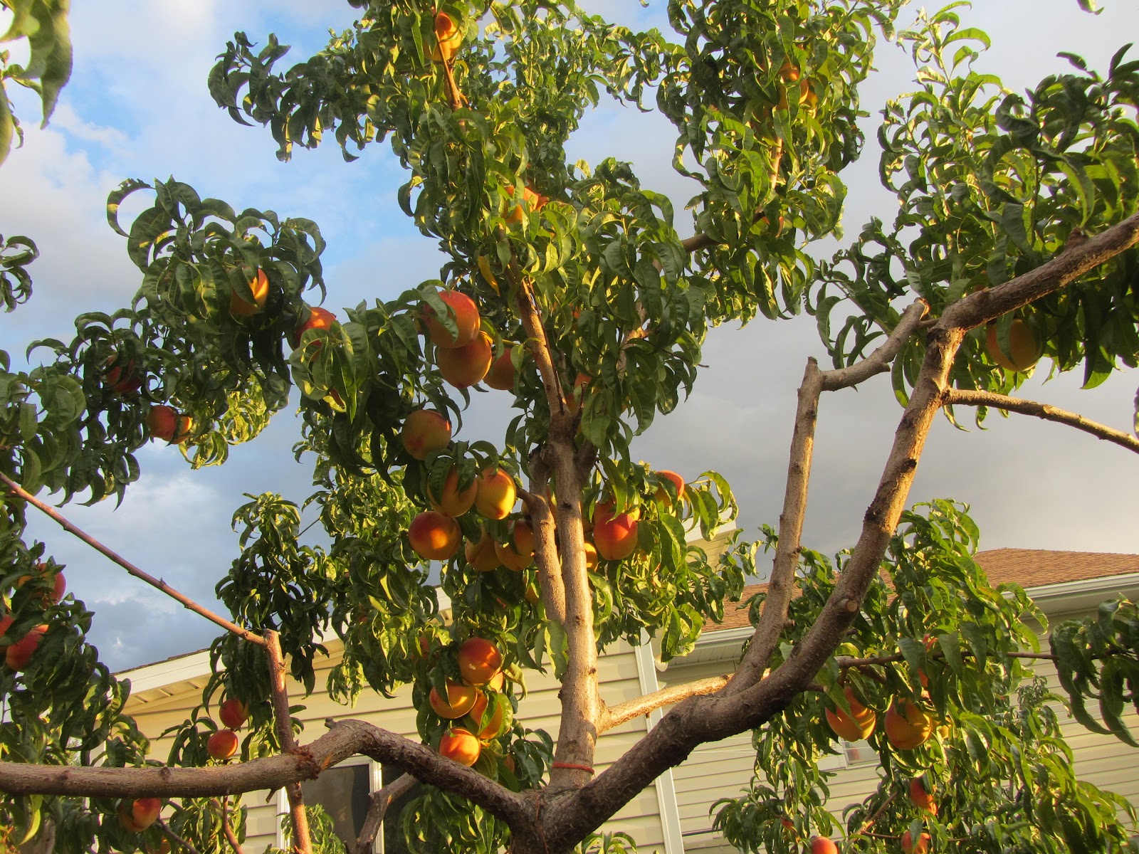 Fruit Trees - Home Gardening Apple, Cherry, Pear, Plum: Beautiful Fruit ...