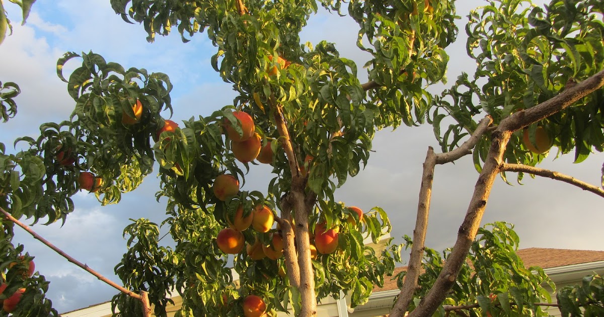 Mashed Potatoes and Crafts: Reparing Broken Fruit Tree or Peach Tree ...