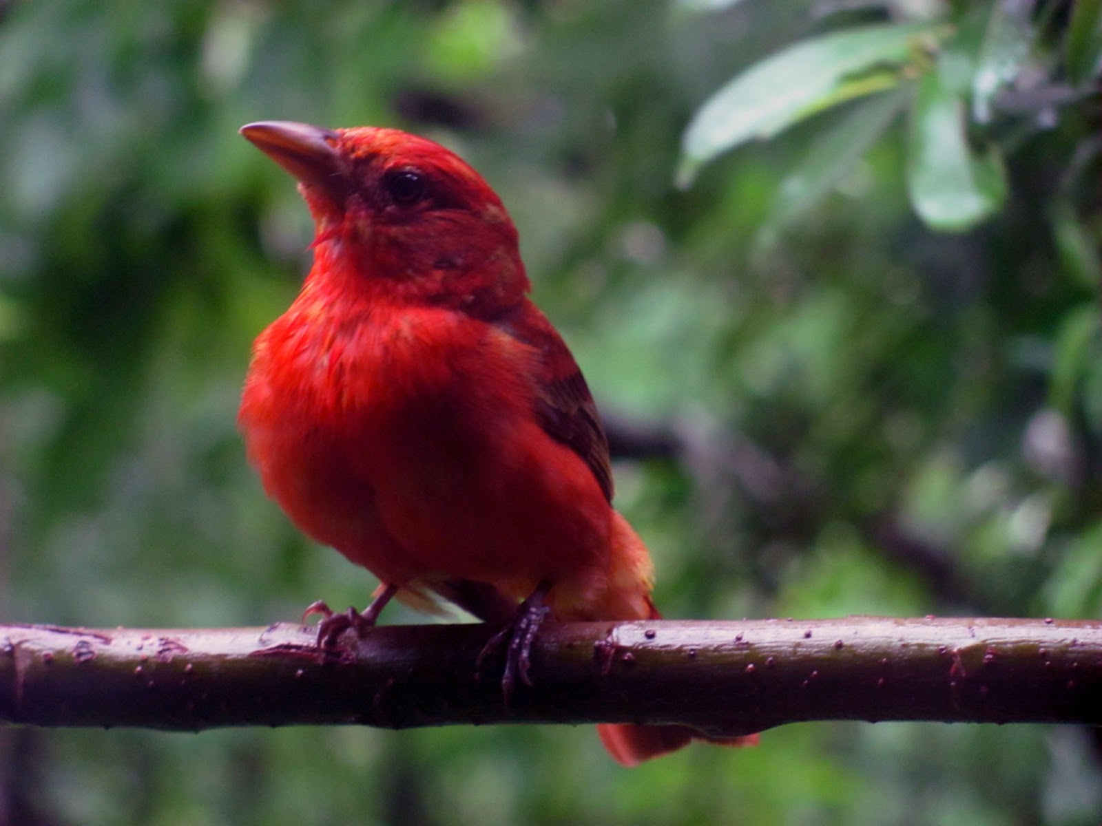 curving back: bright red bee eater