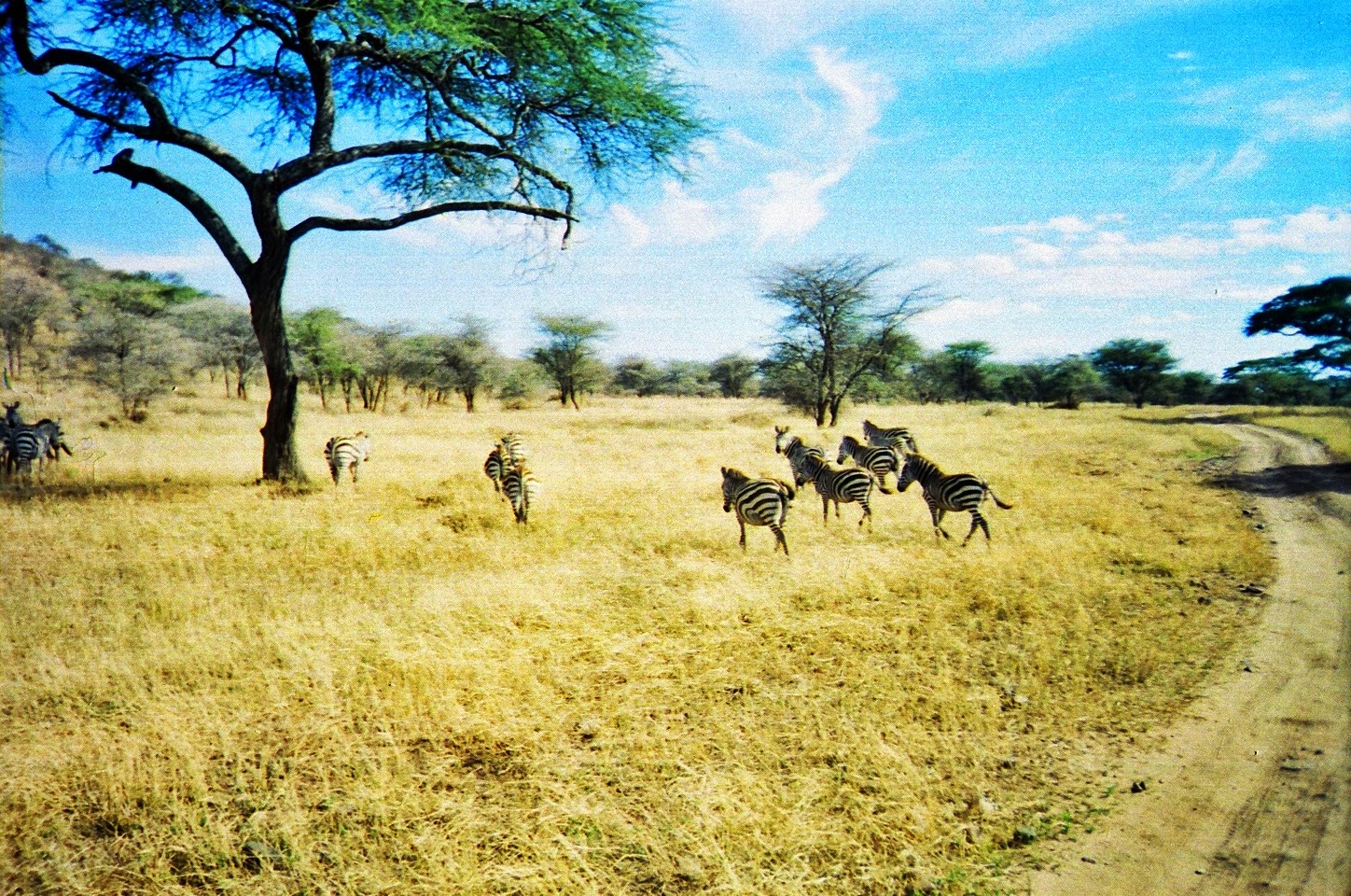 IMAGENES ETHEL: IMÁGENES DE LA FLORA Y FAUNA DE TURQUÍA Y LOS GLOBOS ...