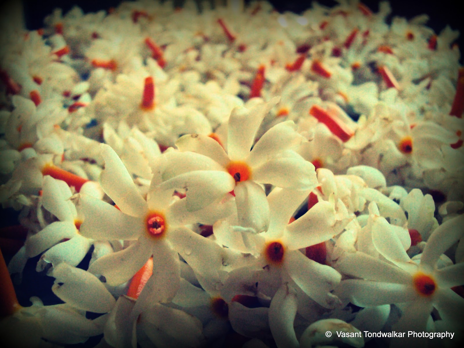 Viewfinder: पारिजात / Parijat