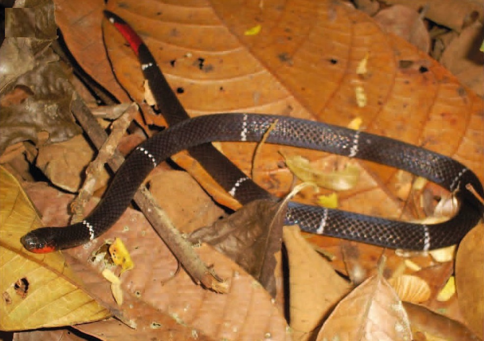 Species New to Science: [Herpetology • 2018] Micrurus boicora • A ...