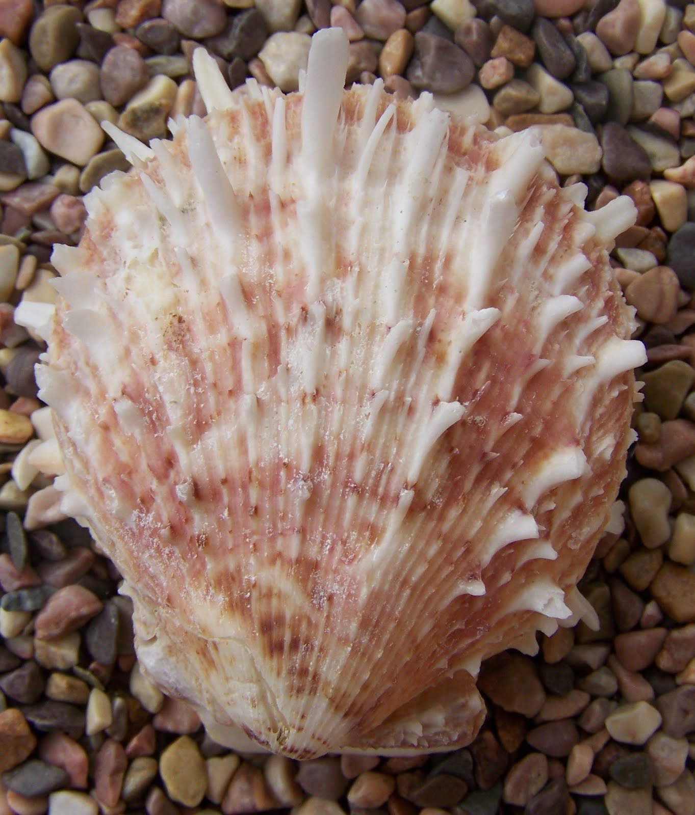 Pictures of Seashells: Thorny Oyster
