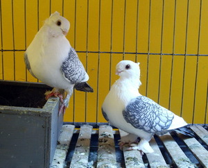 MERPATI BALI: BREEDING FARM