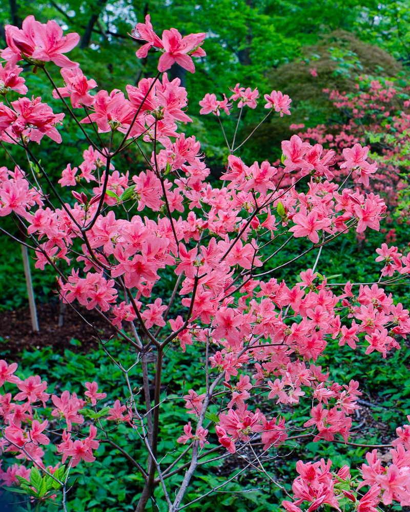 fstopal: Mother's Day - Lilac Sunday at Arnold Arboretum