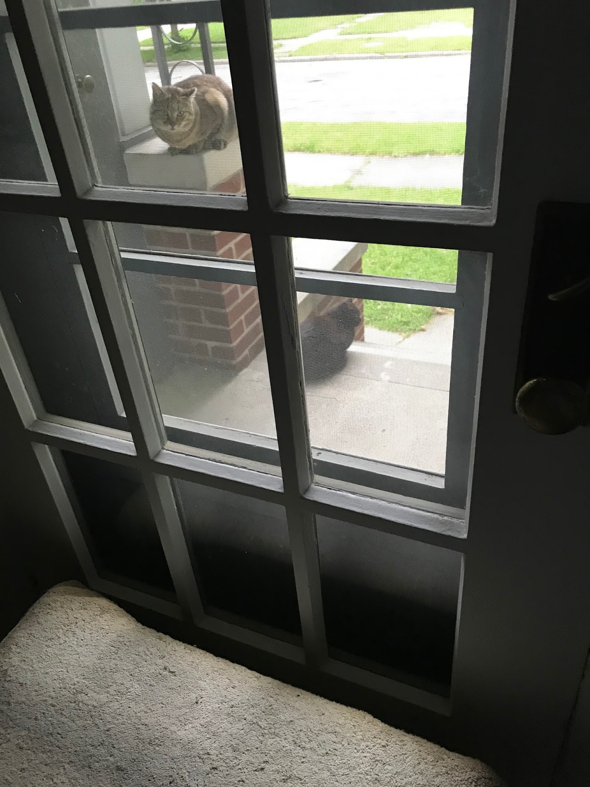 Eastside Cats: Bummer...Bummer...YAY!