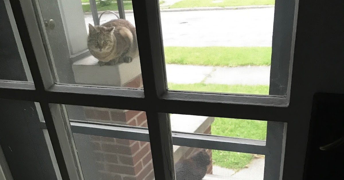 Eastside Cats: Bummer...Bummer...YAY!