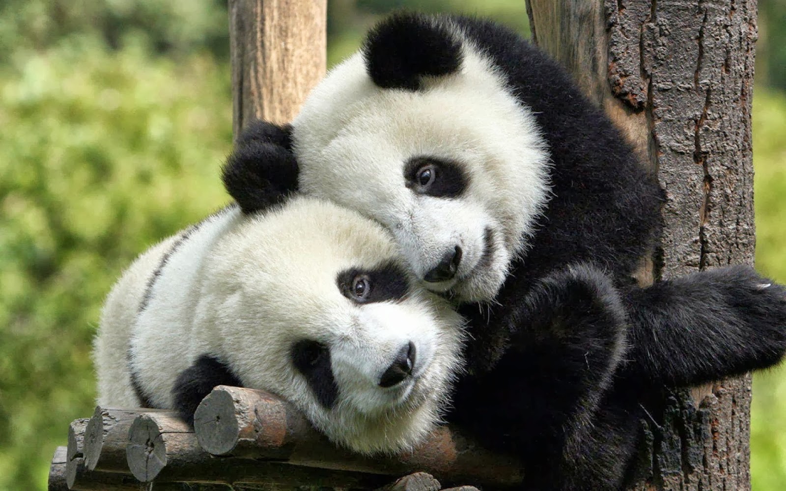 Panda, Free Stock Photos - Free Stock Photos
