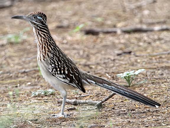 Ecobirder: Roadrunner