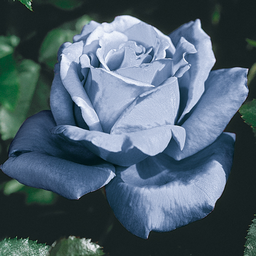 Living To Create: Once In A Blue Rose