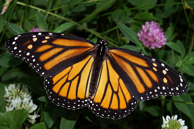 News Butterfly: Monarch Butterfly