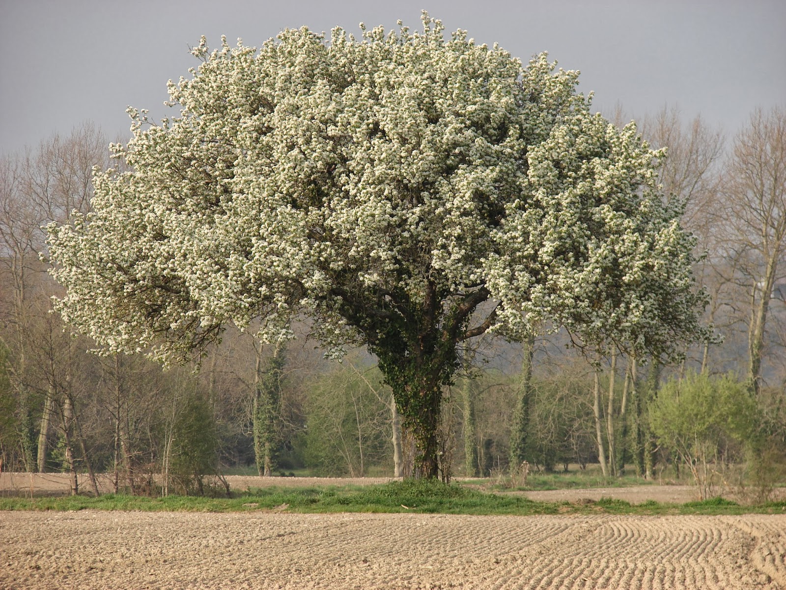 La Gène: Le Poirier de Paris