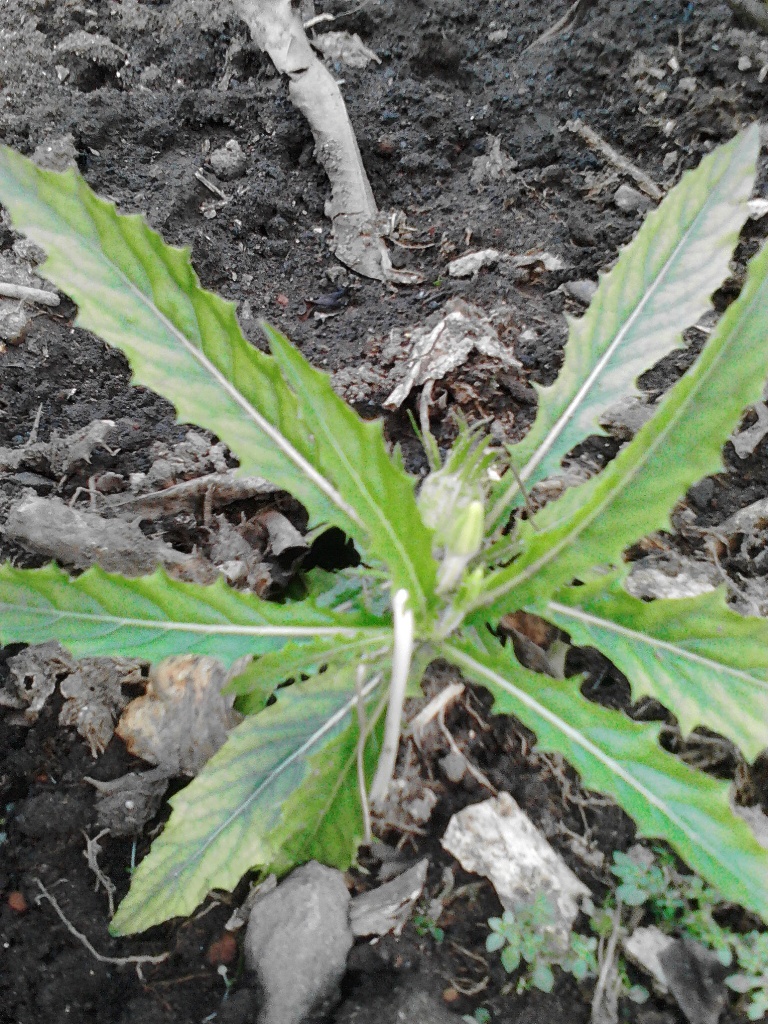 19+ Ide Terbaru Tanaman Herbal Obat Mata Katarak, Tanaman Obat