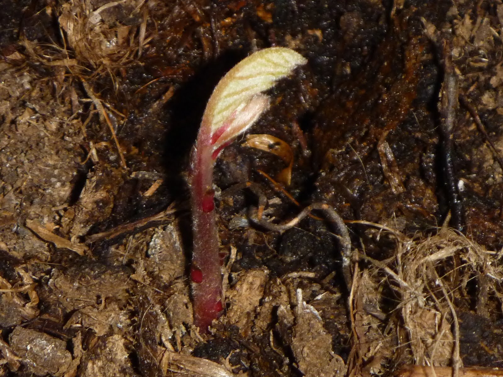 Seven Acre Ranch: White oak seedling