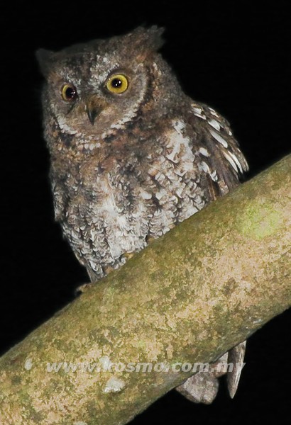 Contoh Makalah: Spesies Baru Burung Hantu Ditemui Di Indonesia