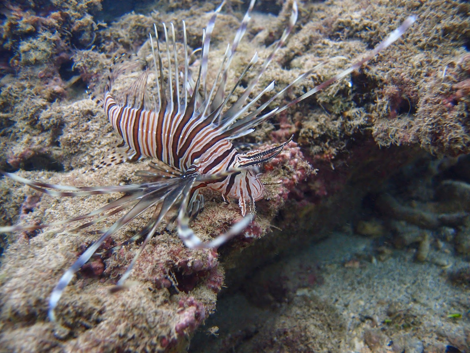 OKINAWA 39ers Dive Log: Kin Red Beach