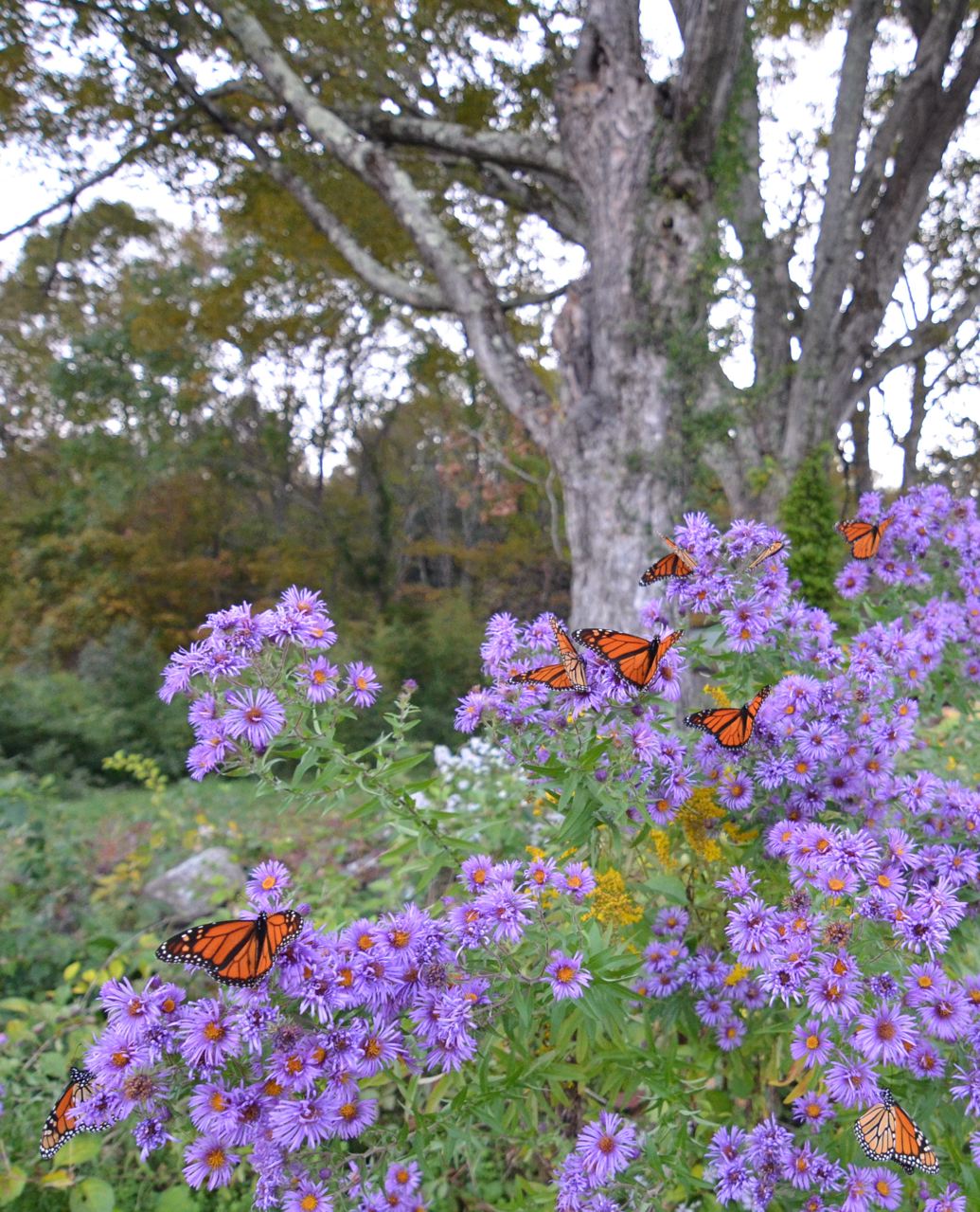 Wild and Native New England Asters Attract Wildlife - Flower Hill Farm ...