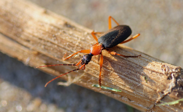 MObugs: False Bombardier Beetle