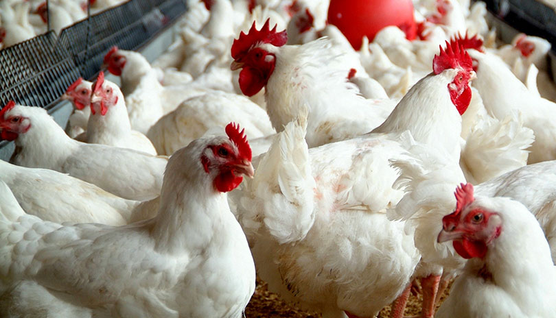 How healthy is eating Broiler Chicken?