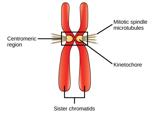 Lets Go Blog (Science, Technology and Information): THE CELL CYCLE