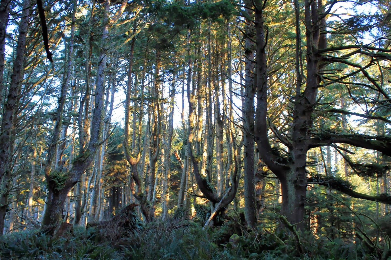 shellmo: The Hobbit Trail in Florence, Oregon