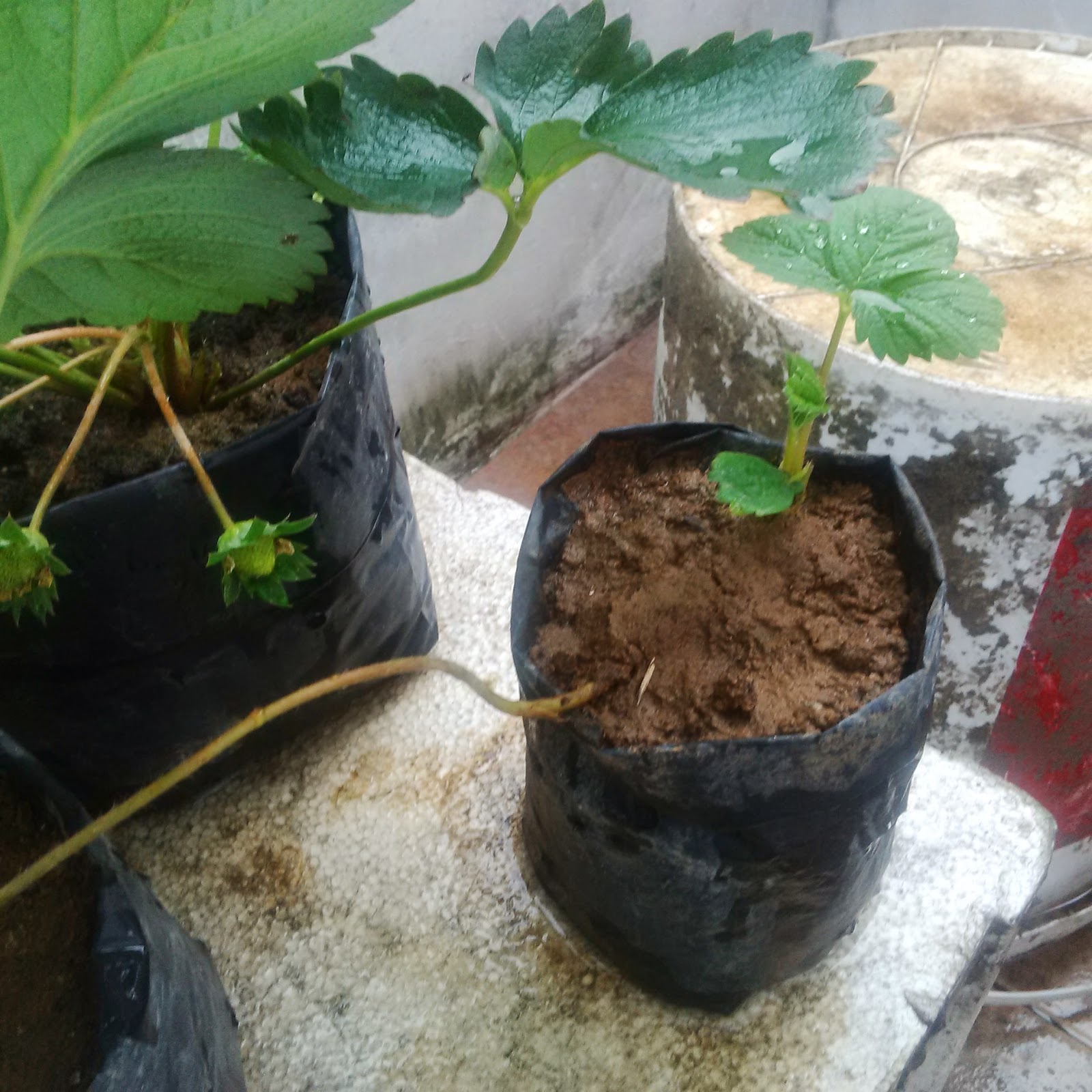 Strawberry's friday: Tanaman strawberry dataran rendah