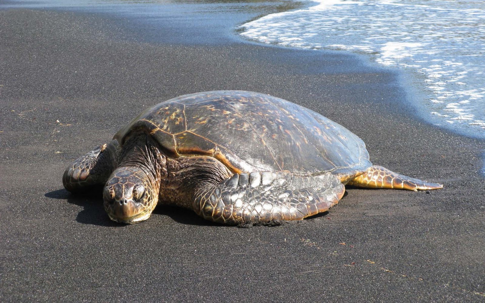 Schildpadden Achtergronden | HD Wallpapers