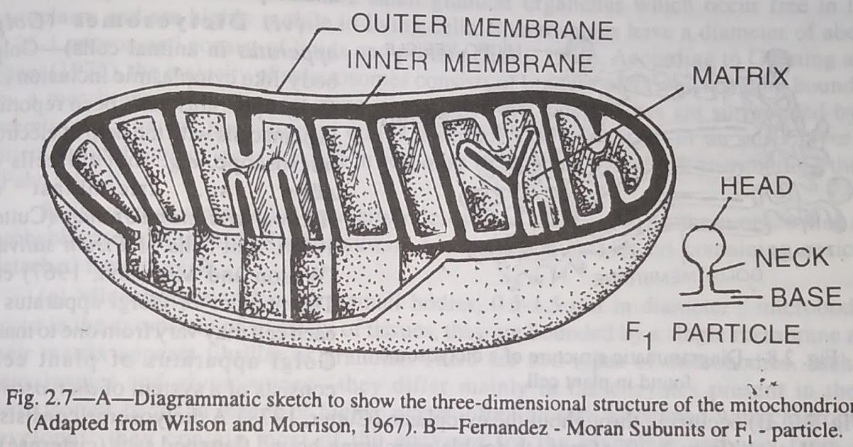 Mitochondria or Chondriosomes-digieduco