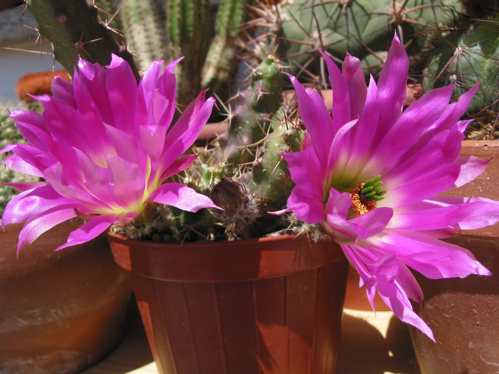 Alphecca: Chamaecereus sylvestris, Notocactus ottonis e Echinocereus ...