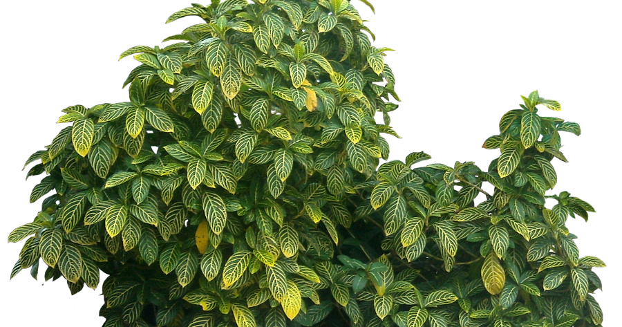 Tropical Plant Pictures: Sanchezia