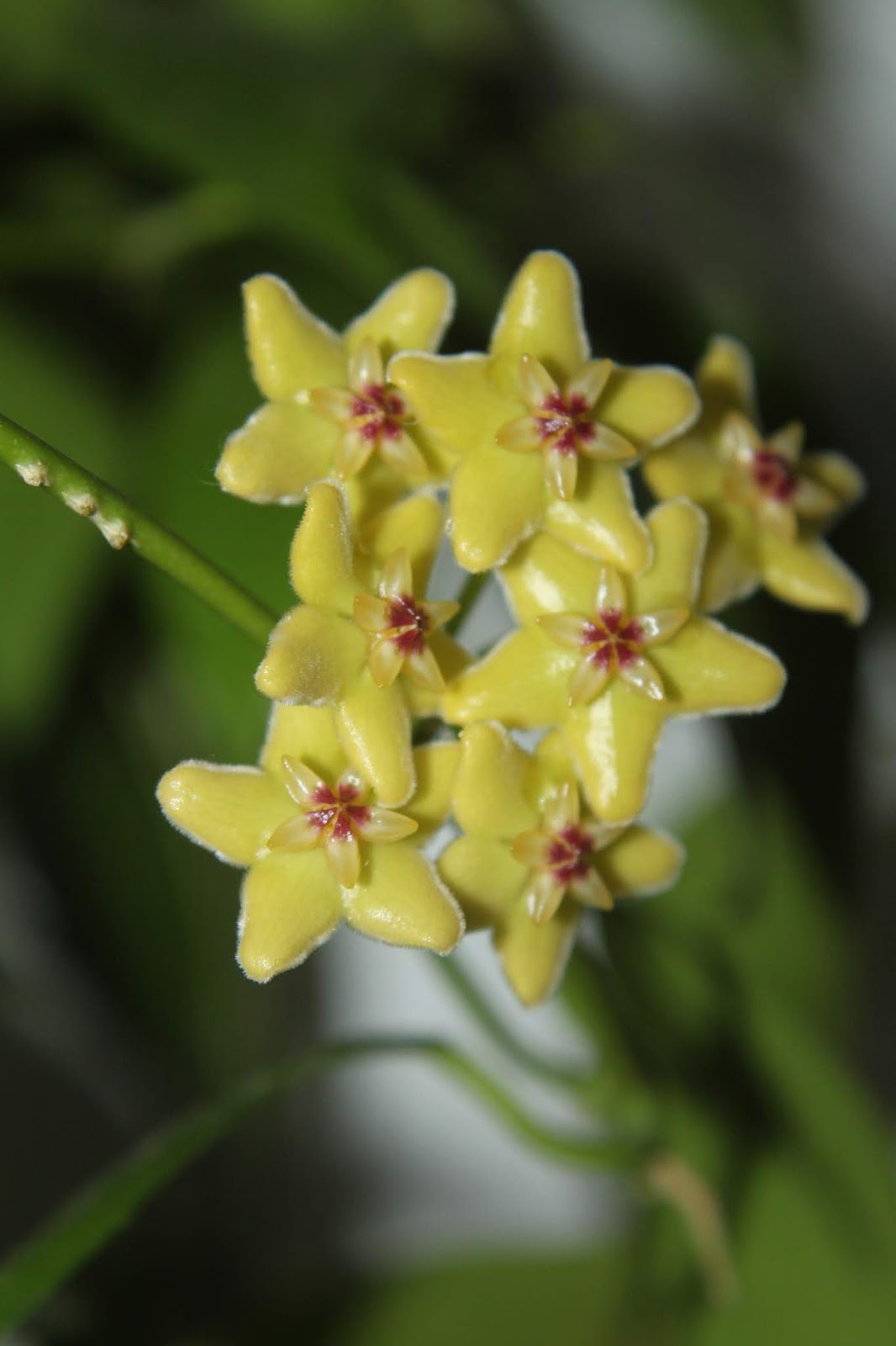 Hoyapassion: Hoya diptera Fiji i obiecanki Hoi kipandiensis