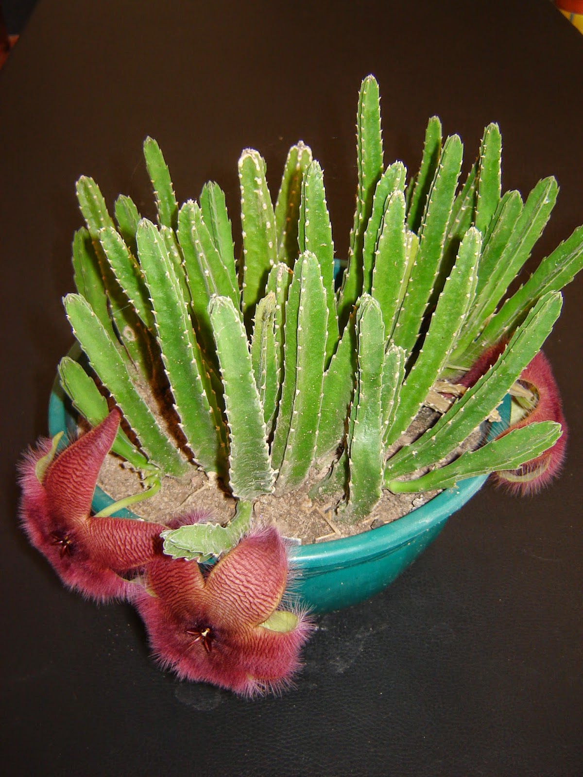 tutuna mituna: Stapelia / Flor estrella