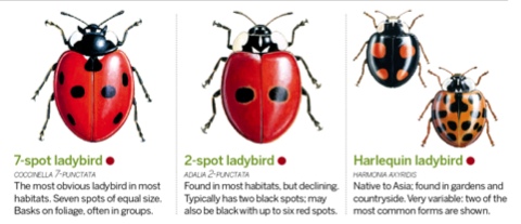 Knowledge for Better Life: Spotter's guide to British ladybirds