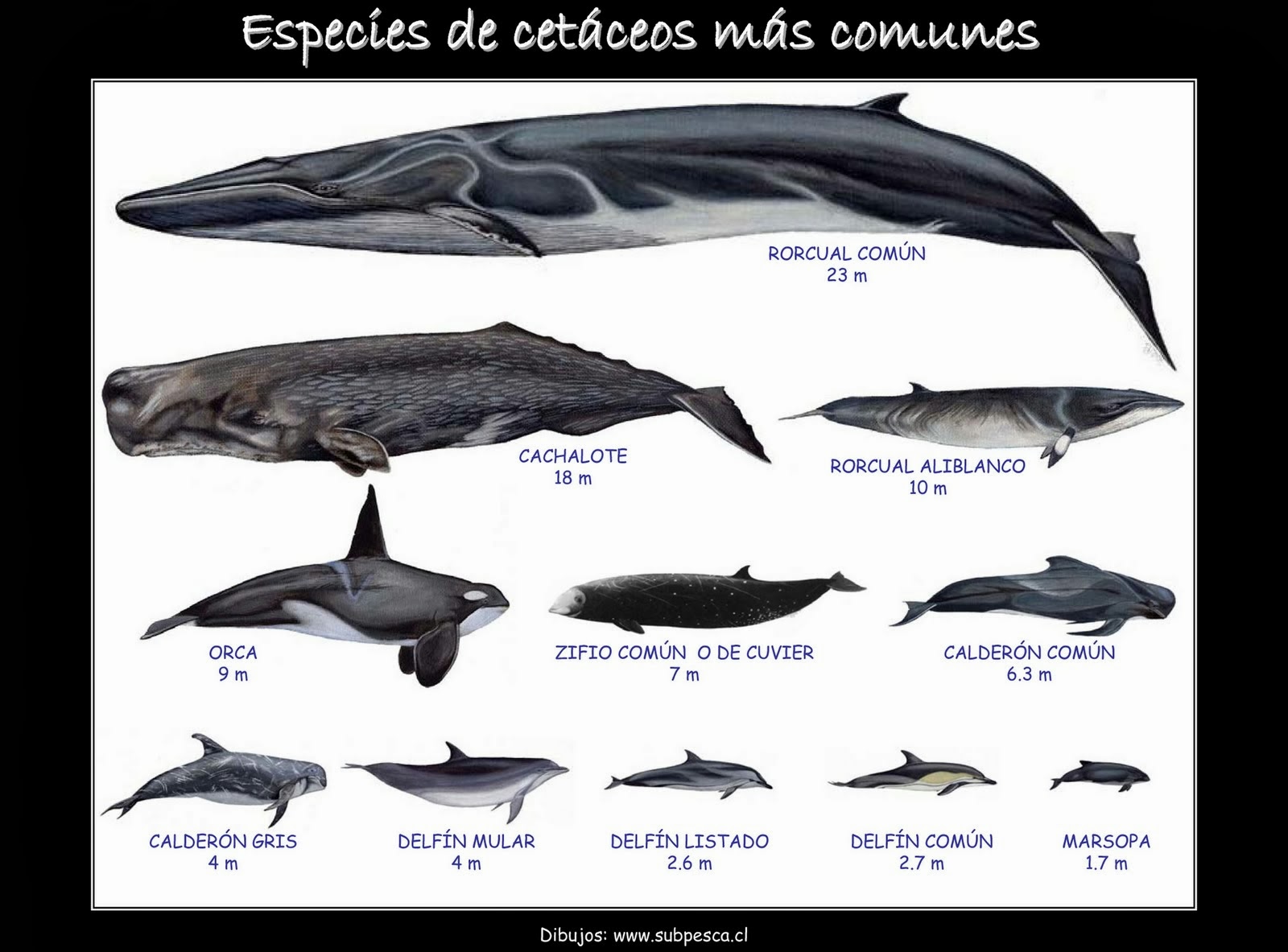 Fundación LURGAIA Fundazioa: Disfrutando de los cetáceos y aves marinas ...