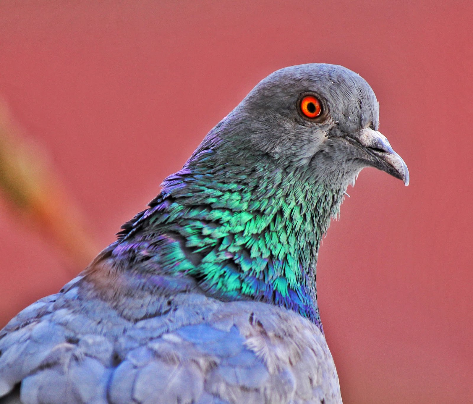 Columbidae Facts