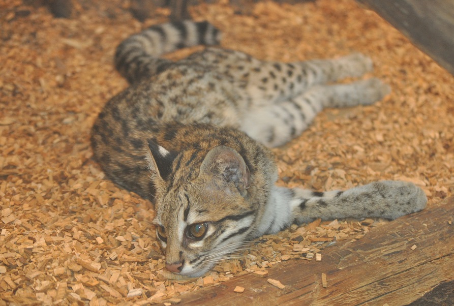 ZOOTOGRAFIANDO (MI COLECCIÓN DE FOTOS DE ANIMALES): ONCILLA NORTEÑA ...