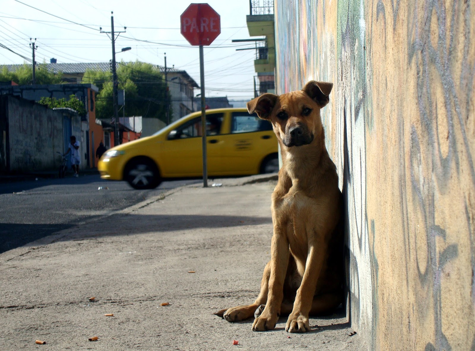La Mascota Callejera Huatulco: ¿POR QUÉ LOS PERROS DE LA CALLE NO SE ...